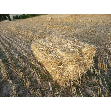 paille-en-petites bottes-de-25-Kg-ideal-pour-litiere-cheval-bovins ...